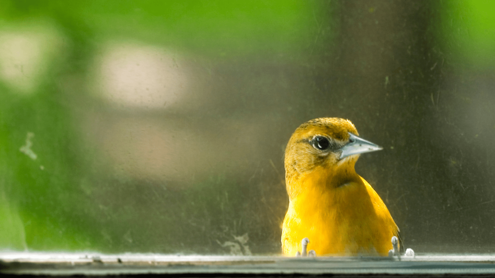 Bird Symbolism and Folklore From Around the World
