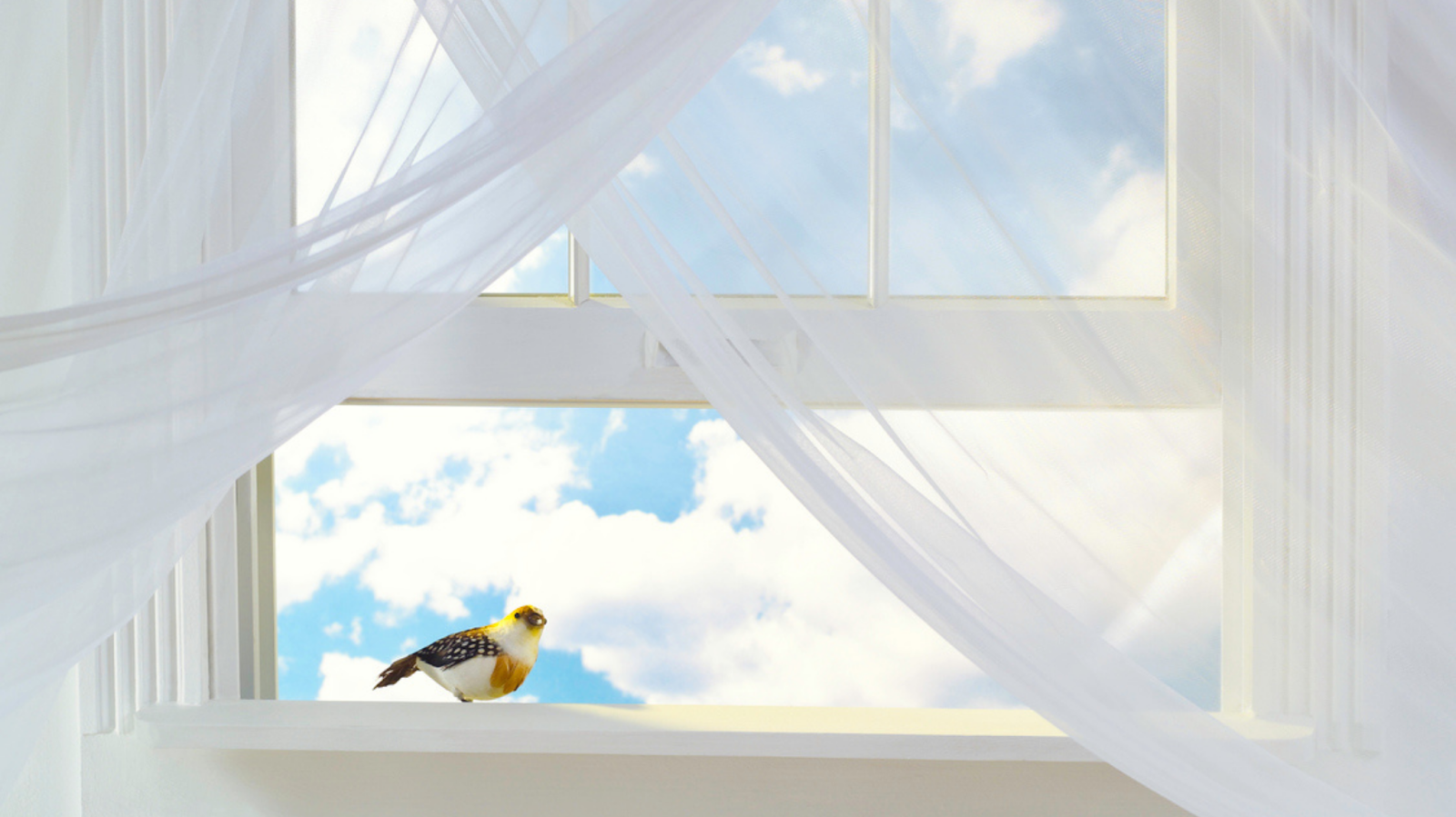 Bird Symbolism and Folklore From Around the World