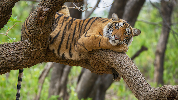Wild Tiger Facts: Where They Live, How They Hunt and More
