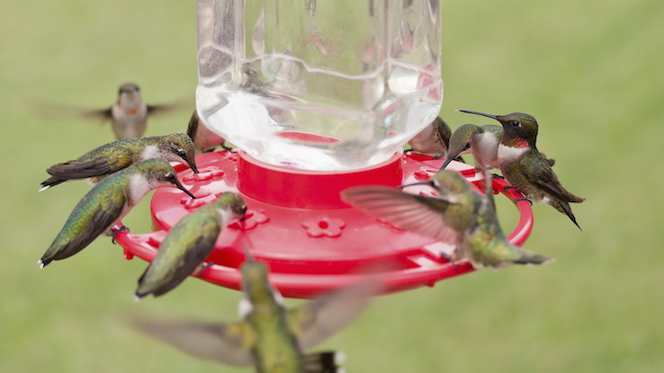 How Hummingbird Trackers Map Hummingbird Migration Patterns