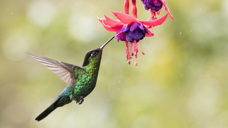 How Hummingbird Trackers Map Hummingbird Migration Patterns