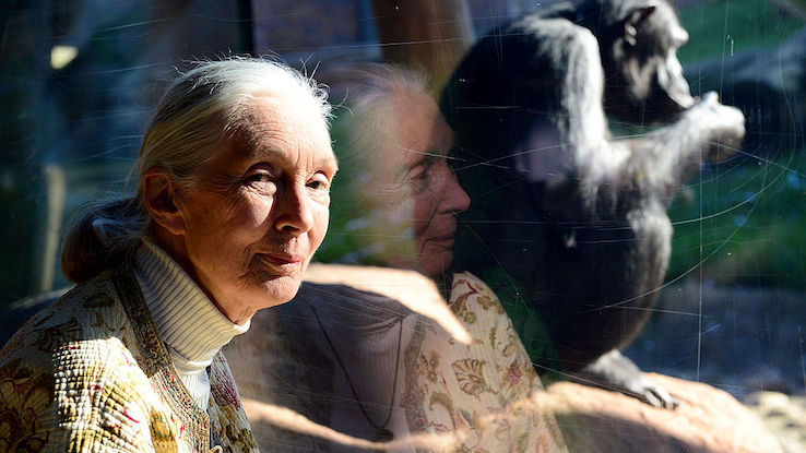 How Dr. Jane Goodall Impacted Our Understanding of Chimpanzees
