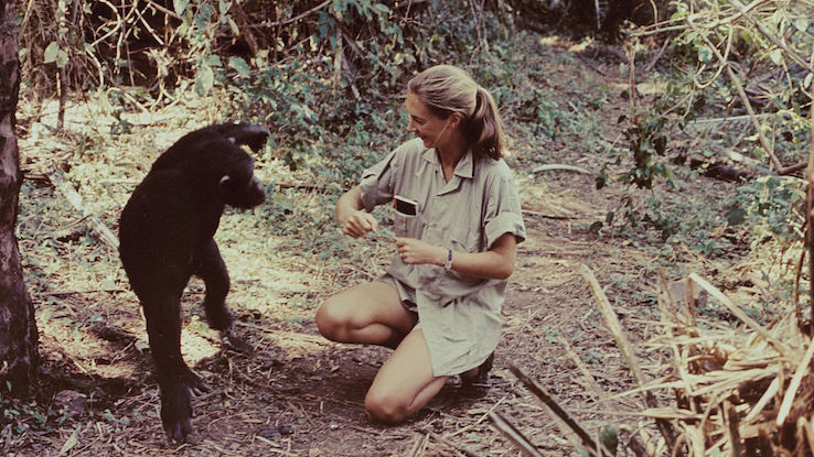 How Dr. Jane Goodall Impacted Our Understanding of Chimpanzees