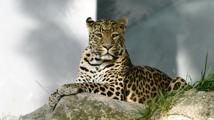 Protecting the Amur Leopard: Earth's Rarest Cat