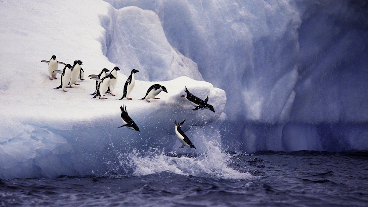 All About Penguins: Facts, Habitats, and More
