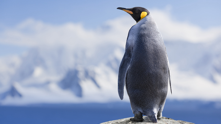 All About Penguins: Facts, Habitats, and More
