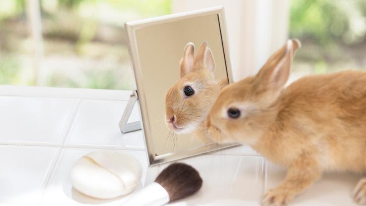 What Are the Cleanest Animals?