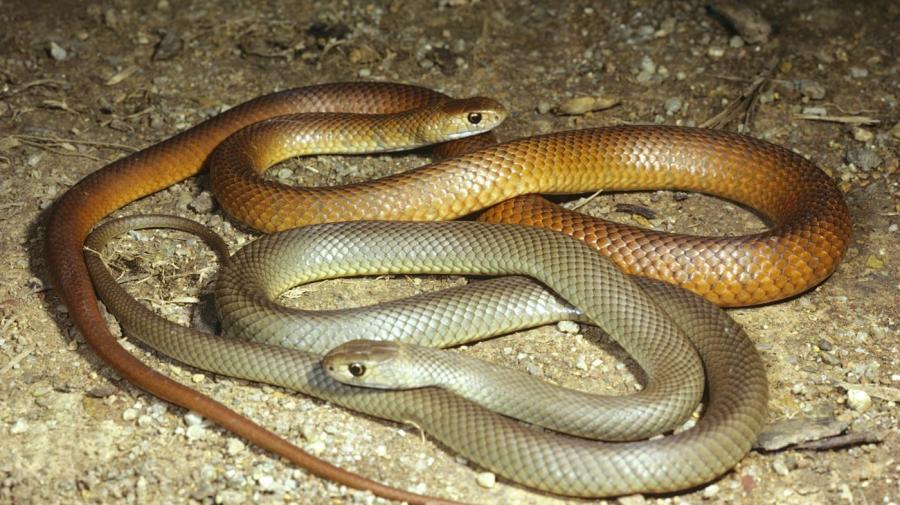 How Do Snakes Reproduce?