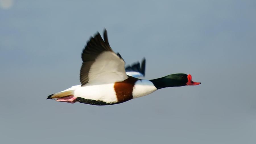 What Is a Functional Adaptation?