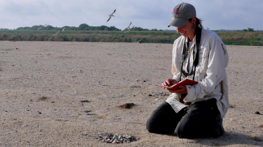 What Is a Biological Key and How Is It Used?