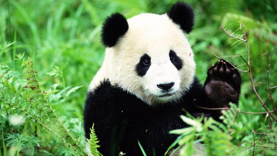How Fast Can a Panda Bear Run?