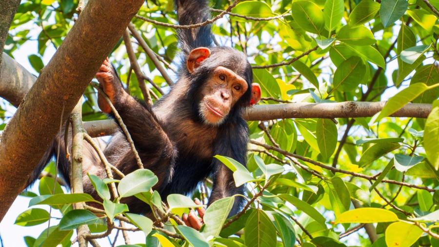 What Is a Female Monkey Called?