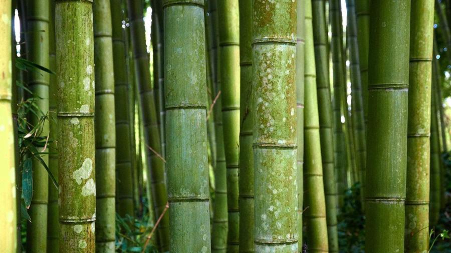 What Is the Scientific Name for Bamboo?