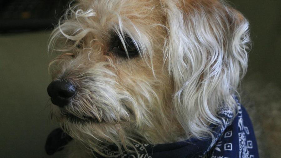 What Are Some Examples of Scruffy Dog Breeds?