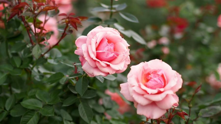 How Do Roses Reproduce?