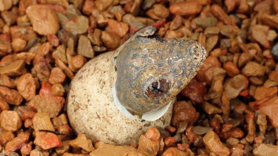 How Long Does It Take for Lizard Eggs to Hatch?