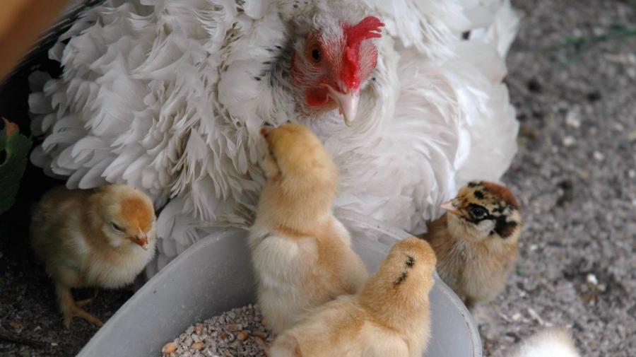 What Is a Baby Hen Called?