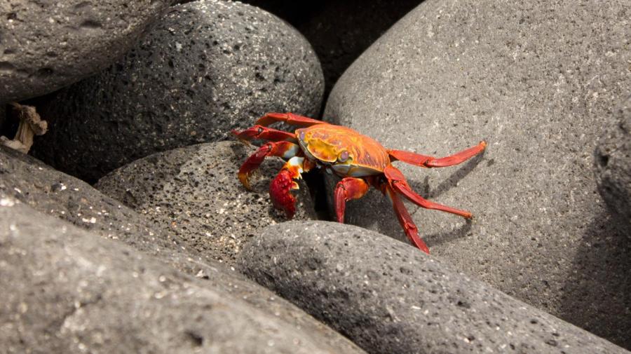 How Do Crabs Protect Themselves?