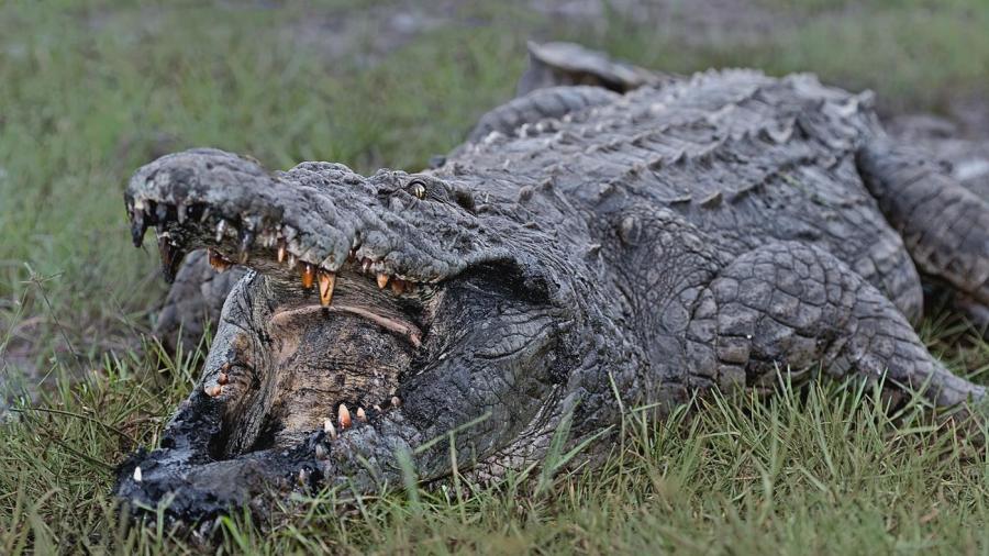 How Fast Can a Crocodile Run?