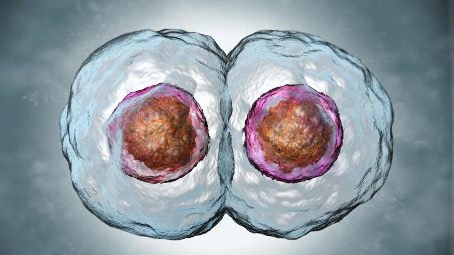 How Do Daughter Cells Compare to Parent Cells?