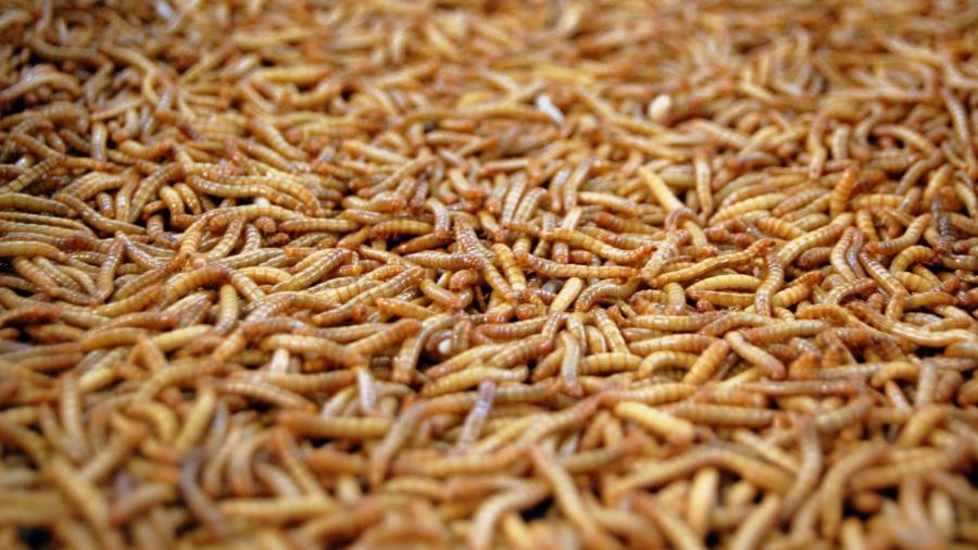 How Do You Kill Maggots Instantly? How Do You Kill Maggots Instantly?