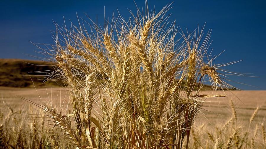 What Does a Wheat Plant Look Like?