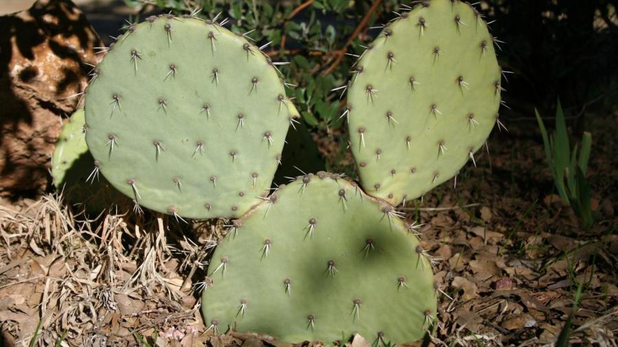 What Is the Way to Determine the Age of a Cactus?