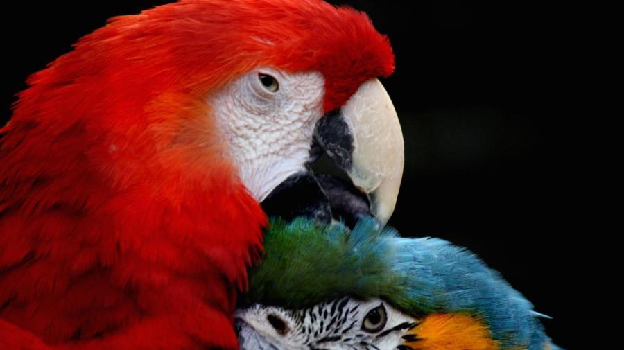 What Is a Female Parrot Called?