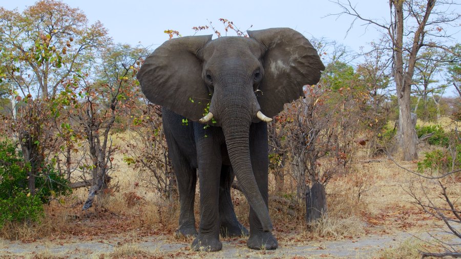 How Much Do Elephants Weigh in Tons?