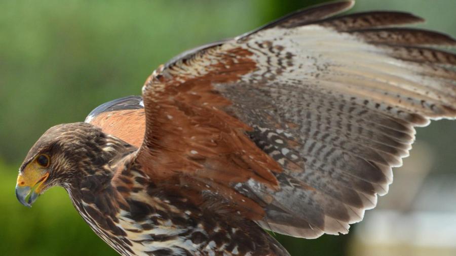 What Is a Male Hawk Called?