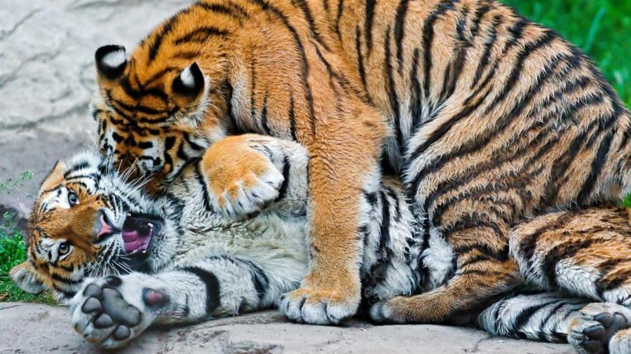 What Are the Tiger's Enemies?