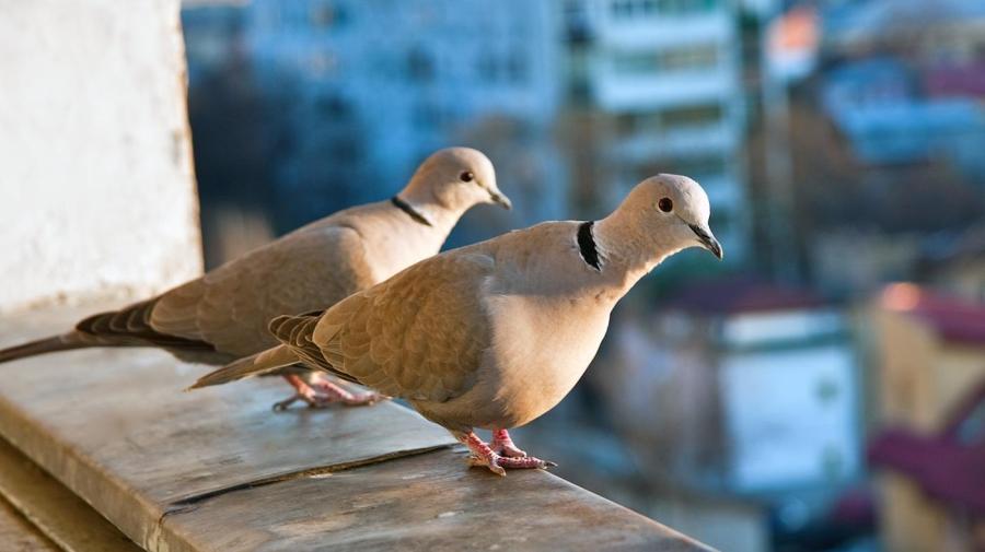 What Is a Group of Doves Called?