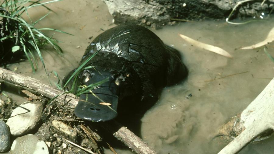 What Is a Group of Platypus Called?