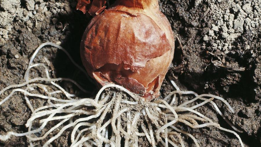 What Makes Onion Roots Ideal for Studying Mitosis?