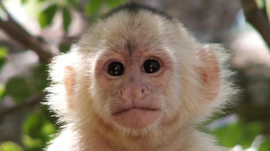 What Is the Scientific Name for a Monkey?