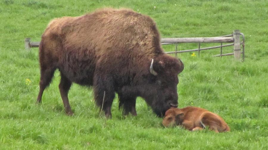What Is a Baby Buffalo Called?