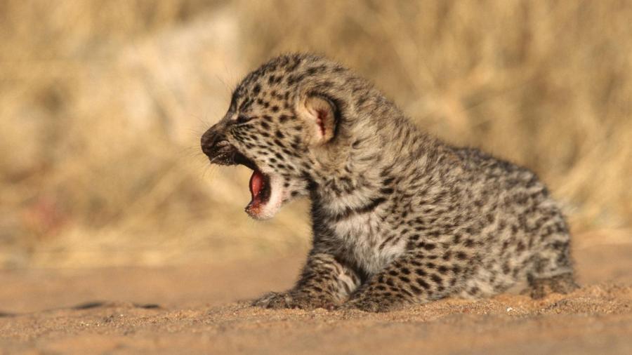 What Is a Baby Leopard Called?