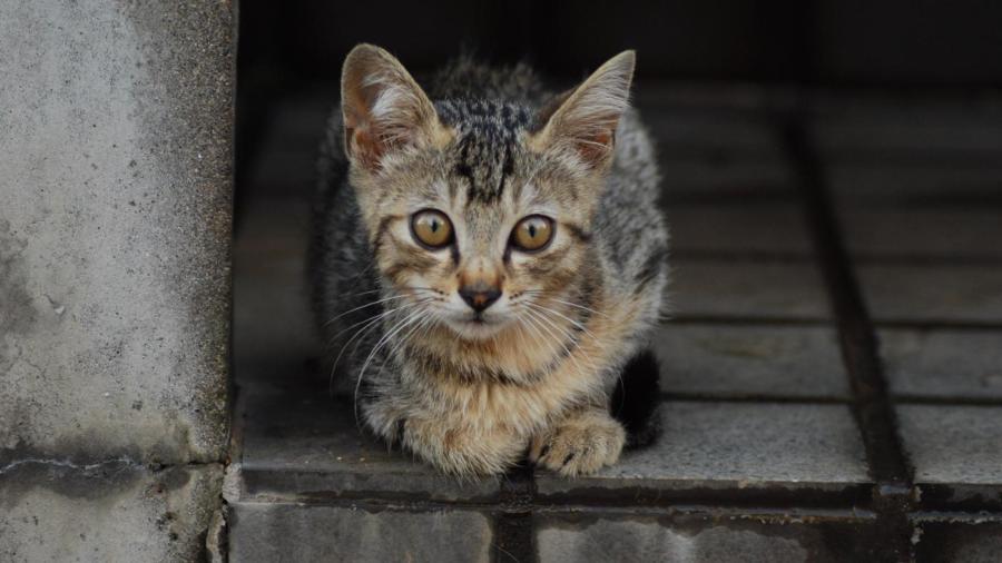 How Long Does It Take for Rigor Mortis to Start After a Cat Passes?