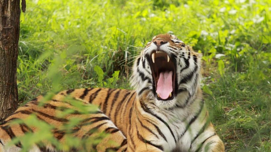 What Sound Does a Tiger Make?