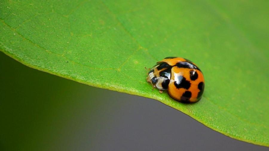 What Are Ladybug Adaptations?
