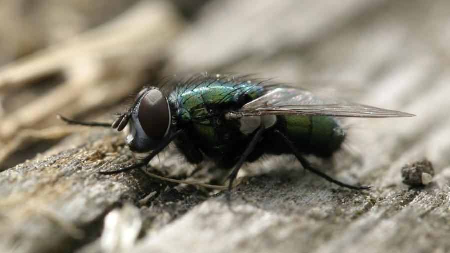 What Is the Purpose of a Fly?