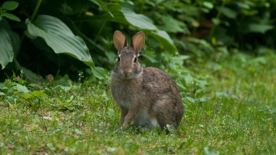 How Are Rabbits Adapted to Their Habitat?
