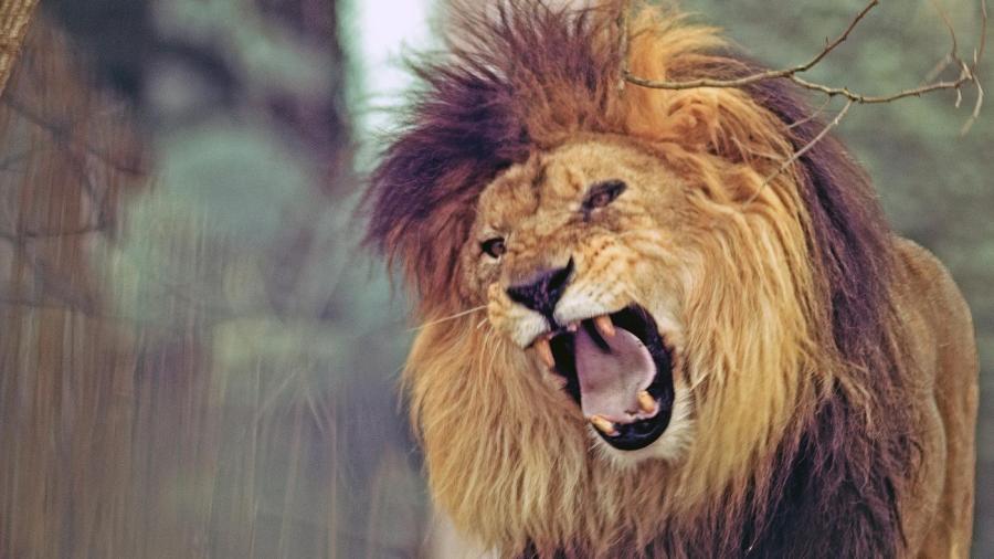 How Many Teeth Does a Lion Have?