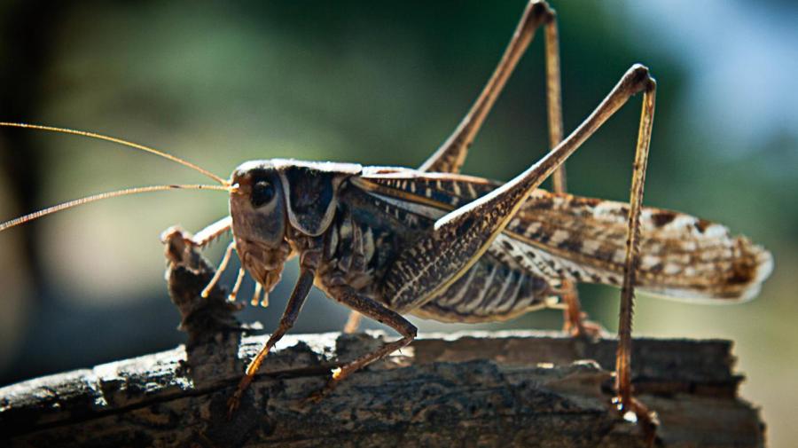 What Do Locusts Eat?