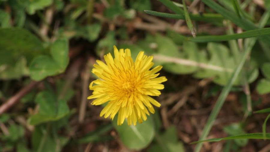 What Are the Seven Signs of Life?