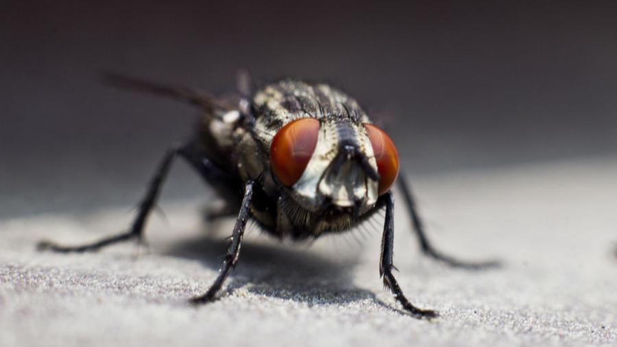 What Do Flies Symbolize?