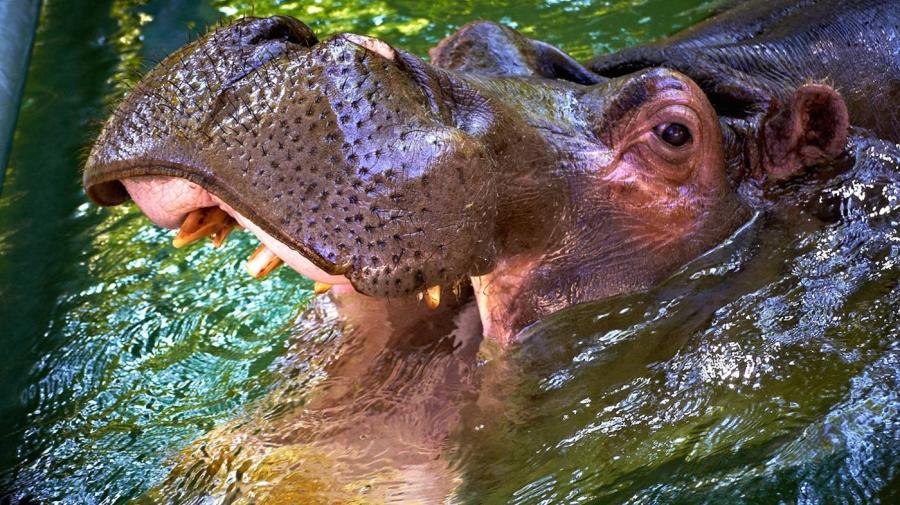 What Animals Cannot Swim?