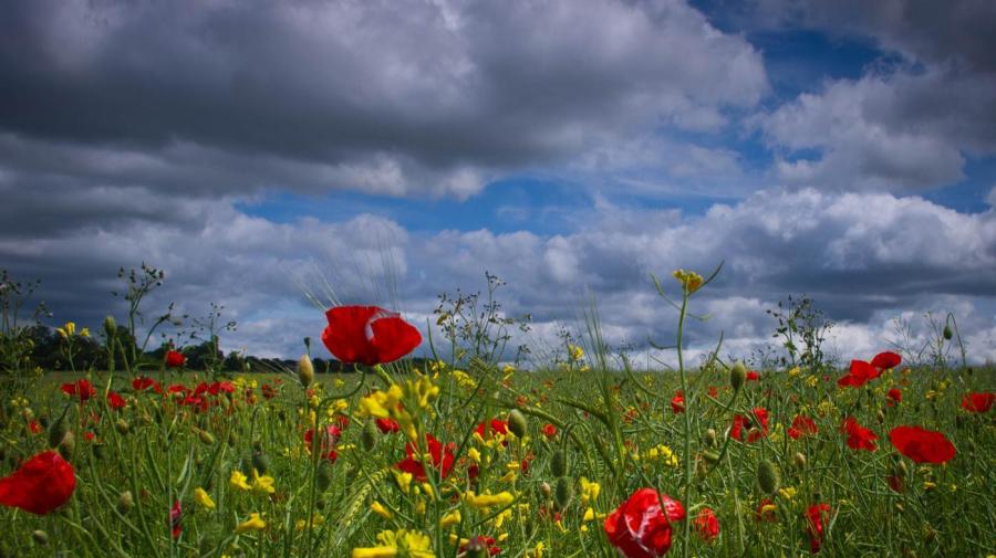 How Are Poppy Seeds Dispersed?
