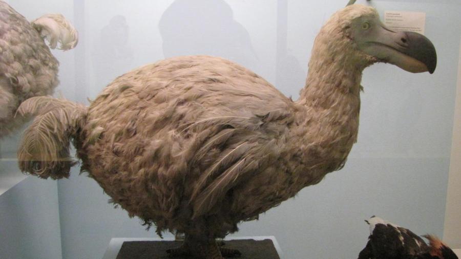 What Did Dodo Birds Eat