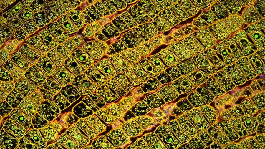 What Is the Role of Companion Cells?